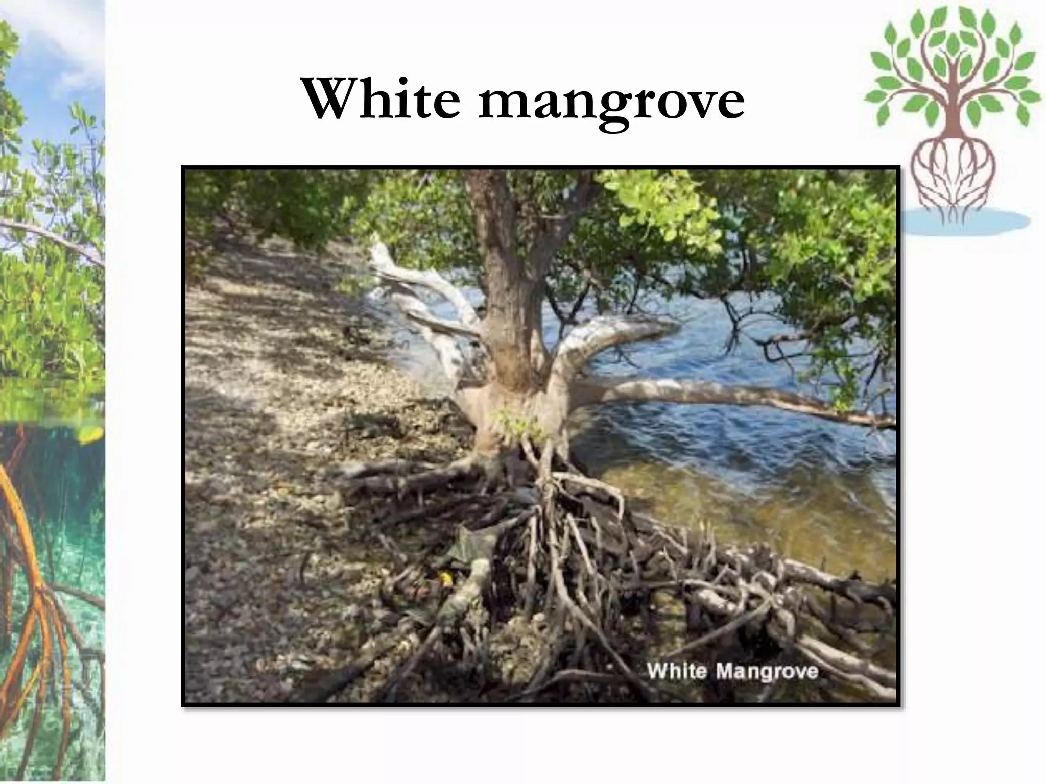 Mangrove | PPTX