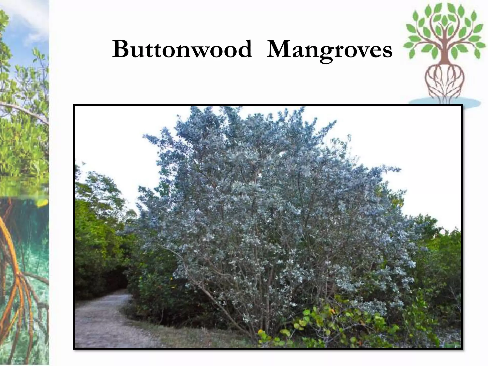 Mangrove | PPTX