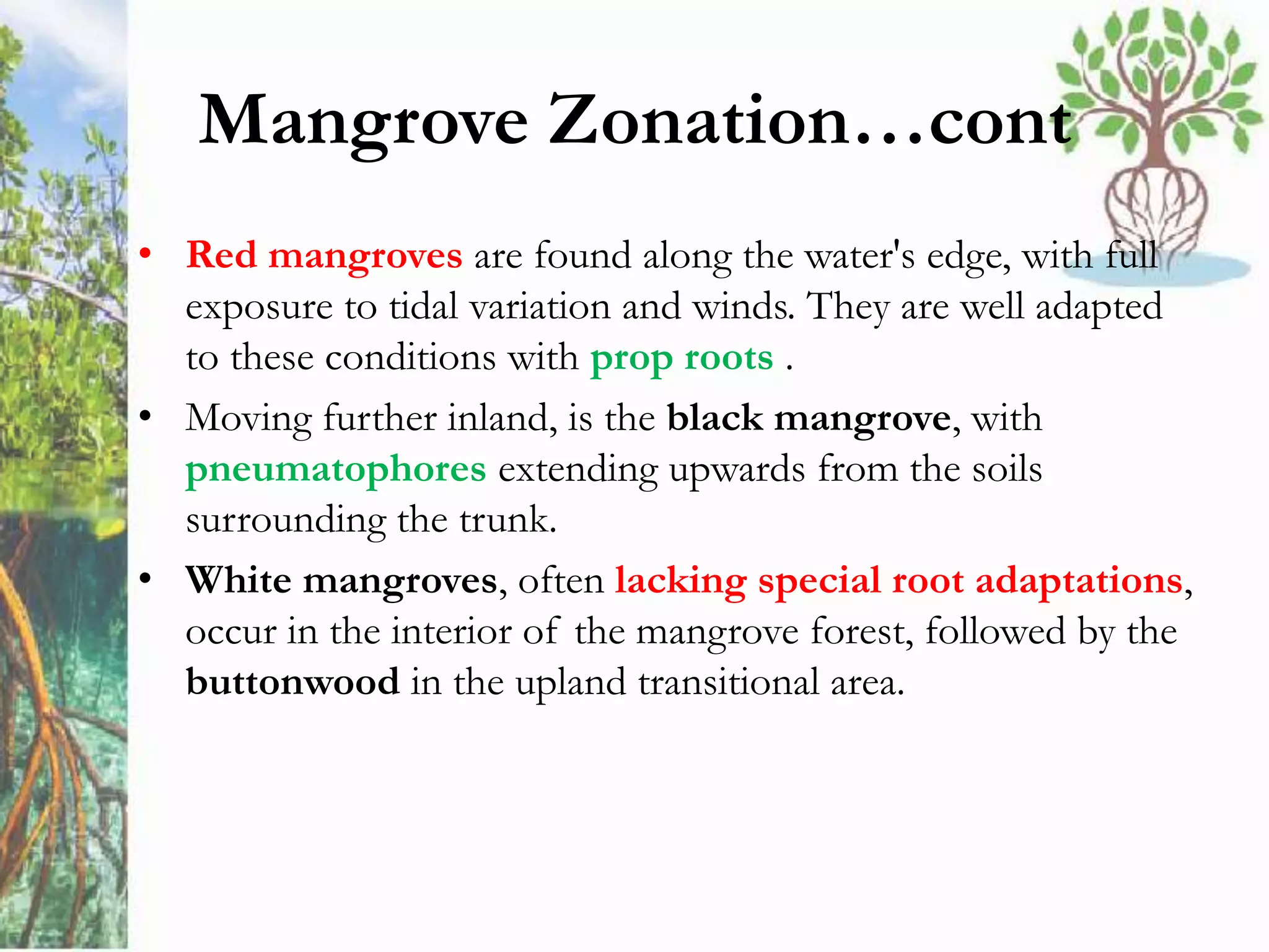 Mangrove | PPTX