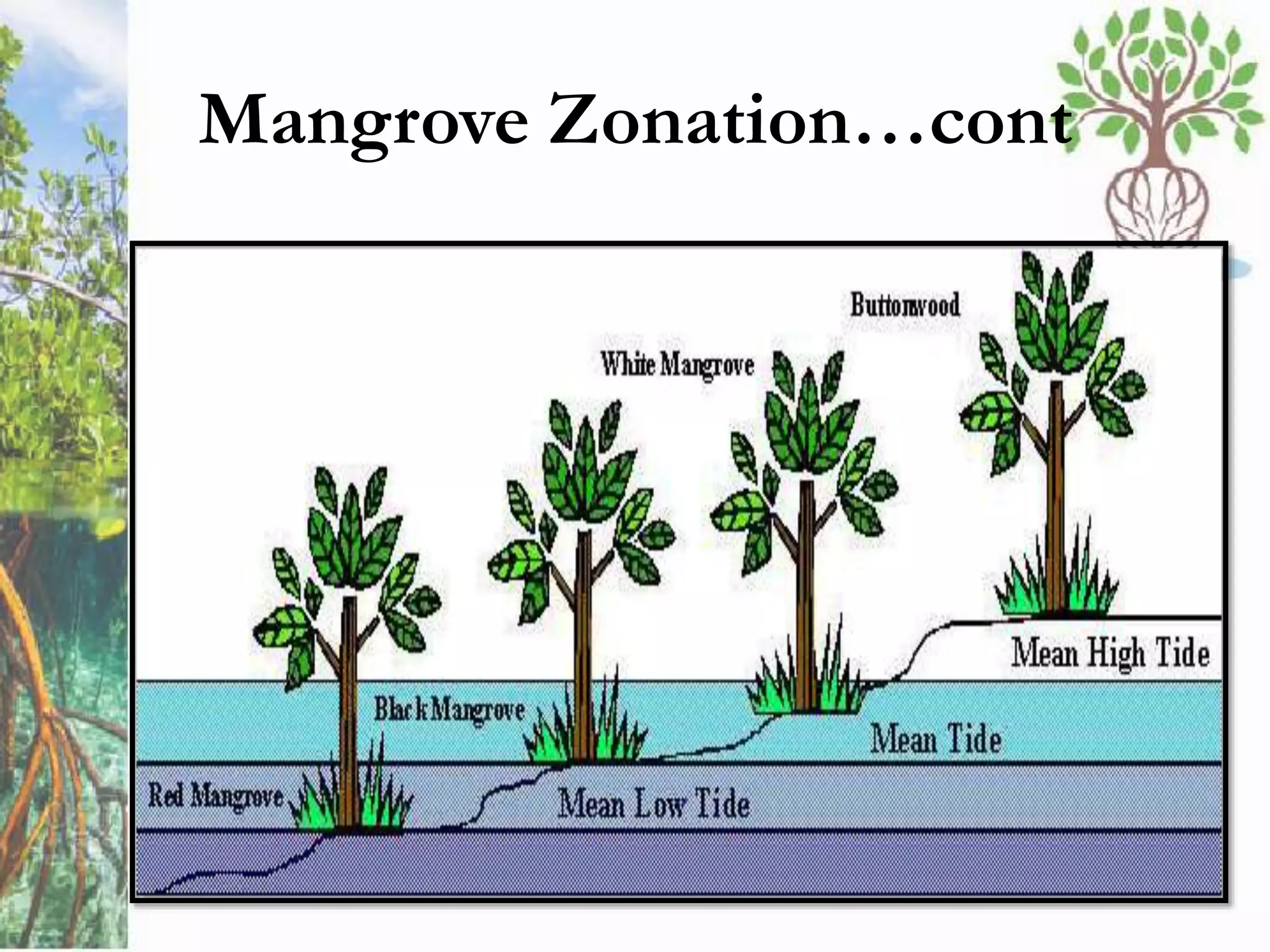 Mangrove | PPTX