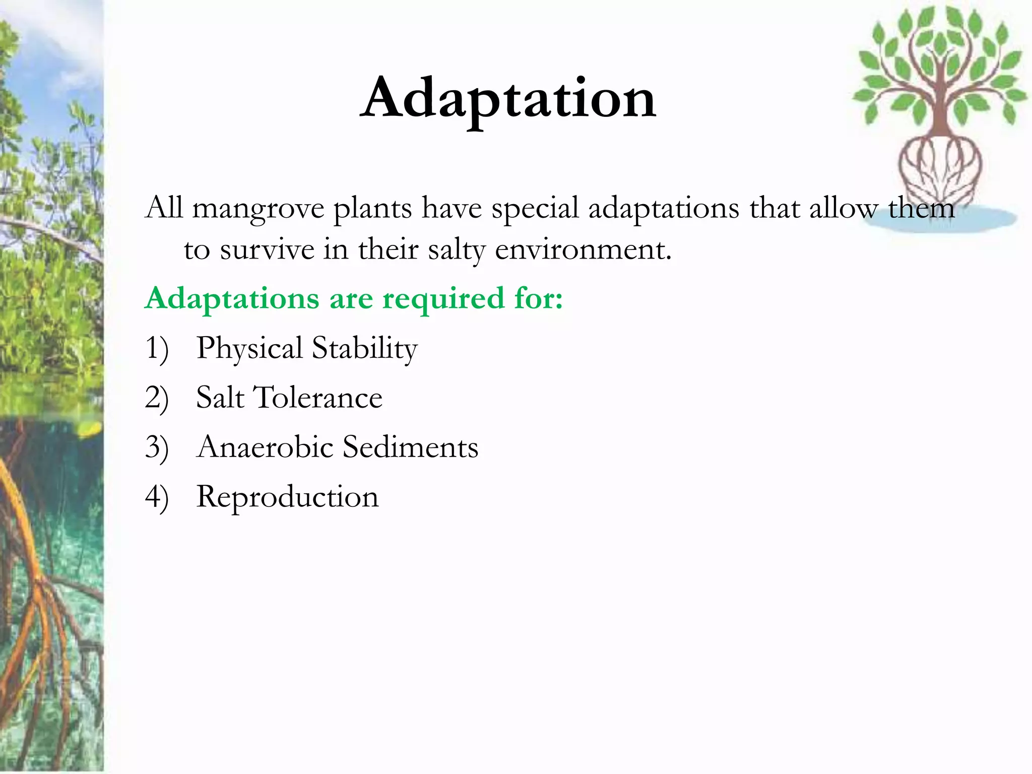 Mangrove | PPTX