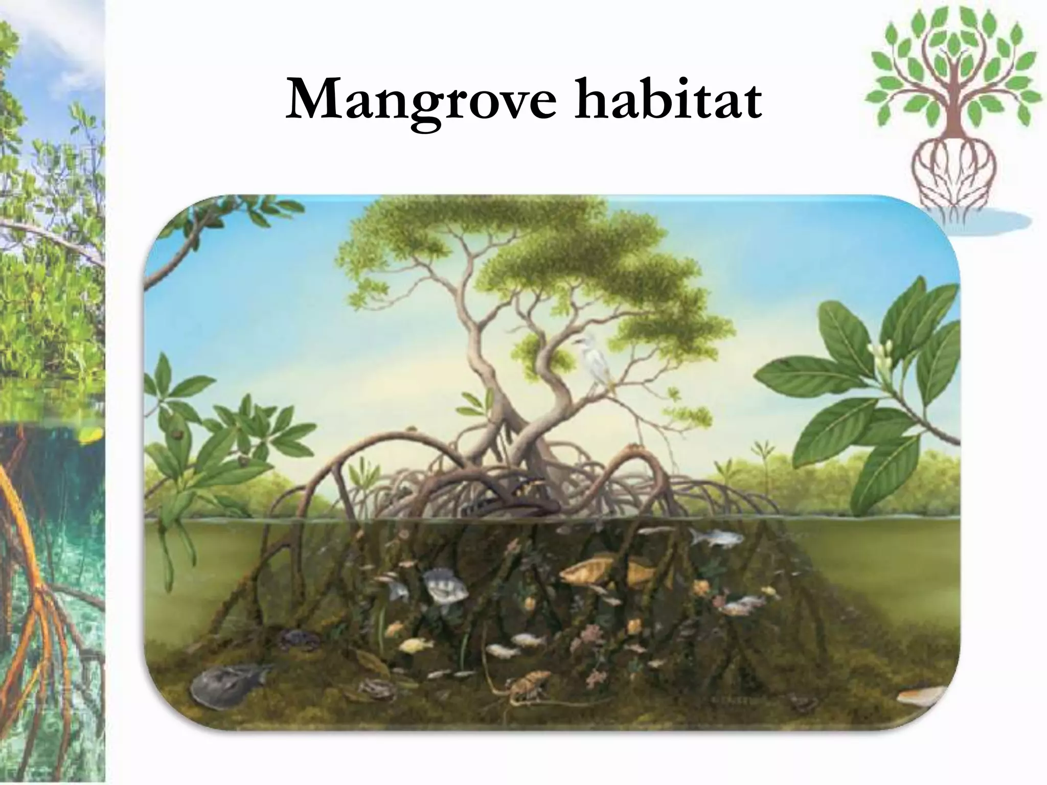 Mangrove | PPTX