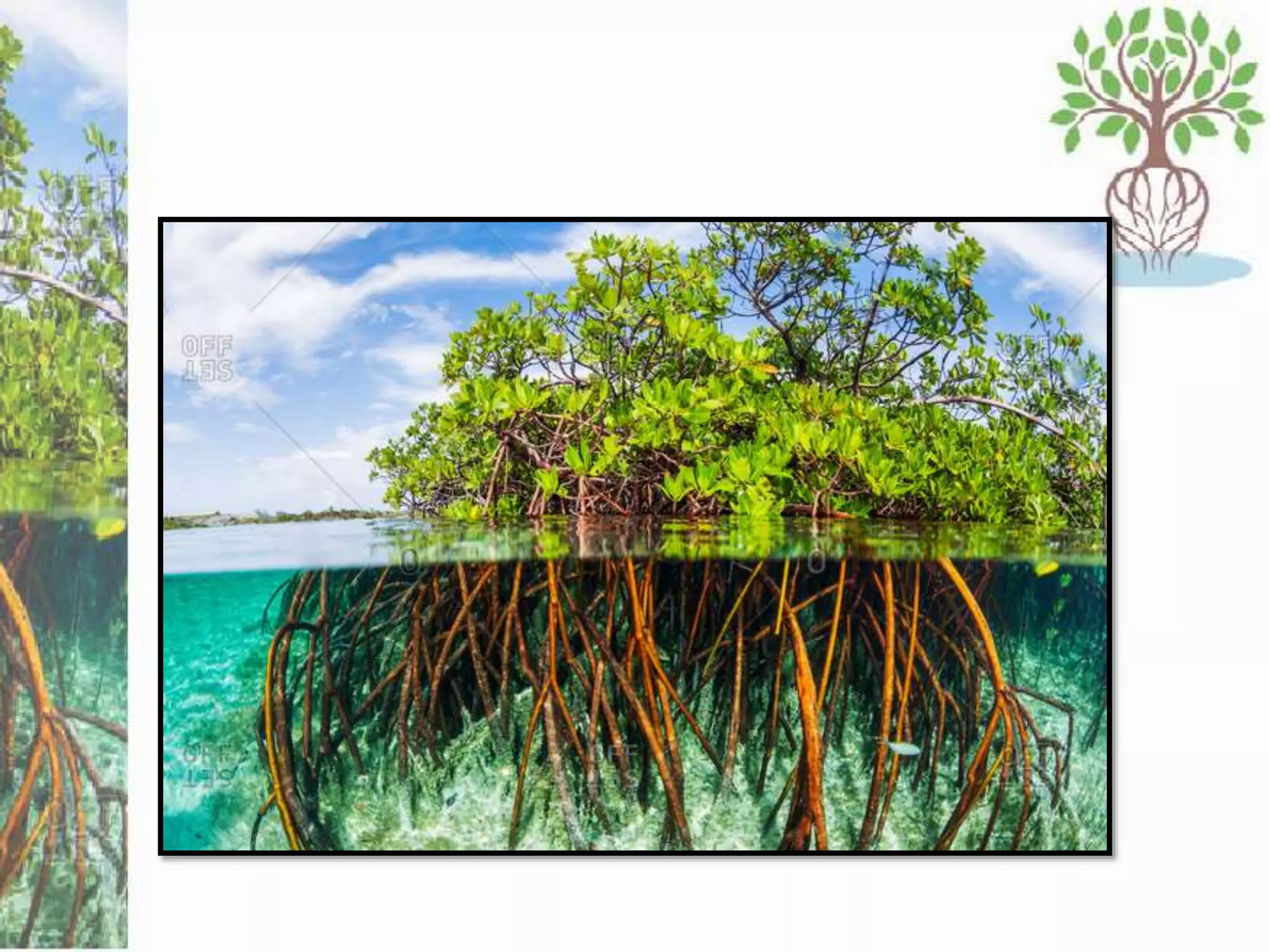 Mangrove | PPTX