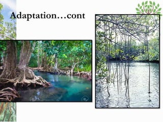 Mangrove | PPTX