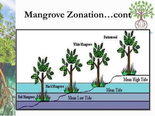 Mangroves Diagram