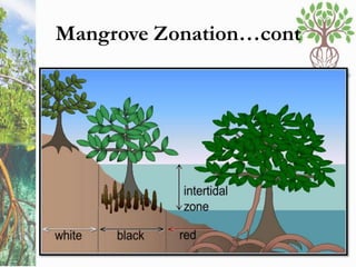 Mangrove Tree Diagram