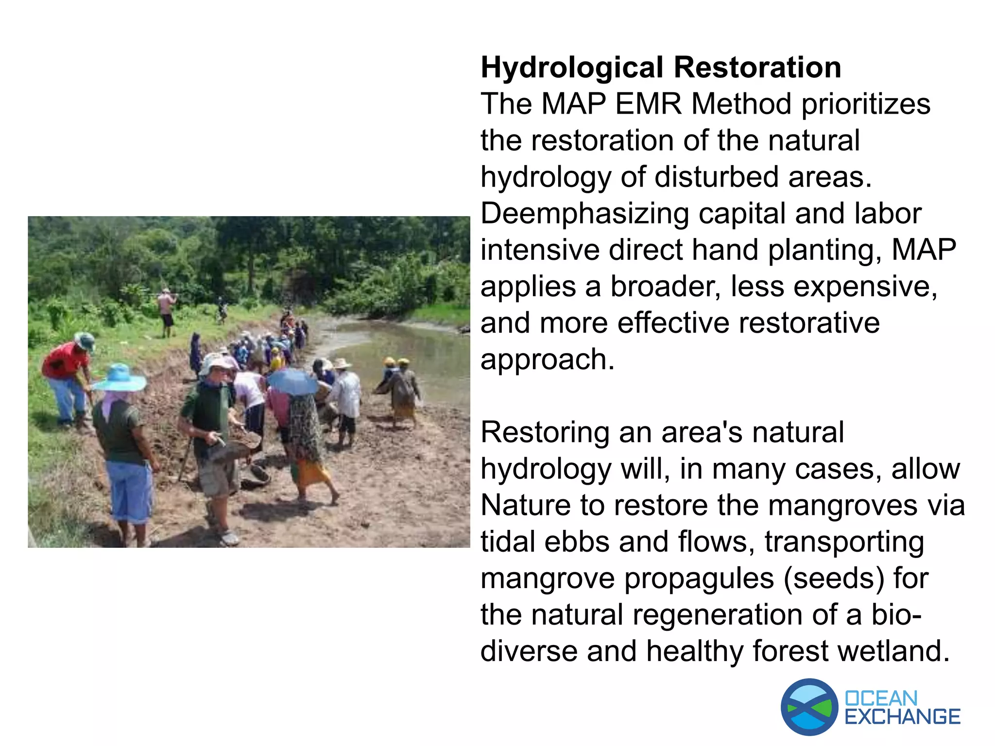 Mangrove Action Project | PPTX