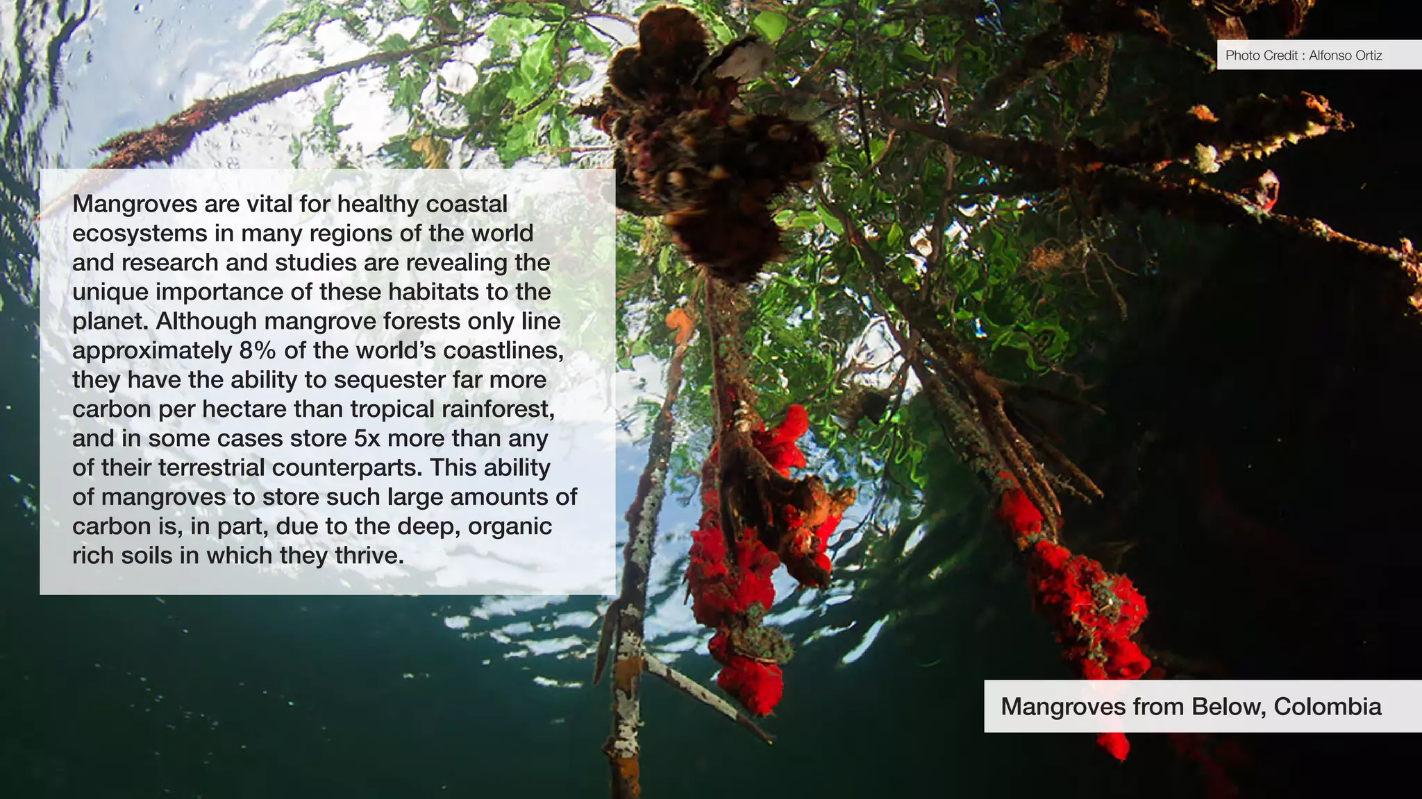 Mangrove Action Project Presentation | PDF
