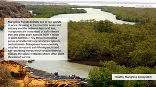 Mangrove Action Project Presentation | PDF
