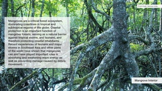 Mangrove Action Project Presentation | PDF