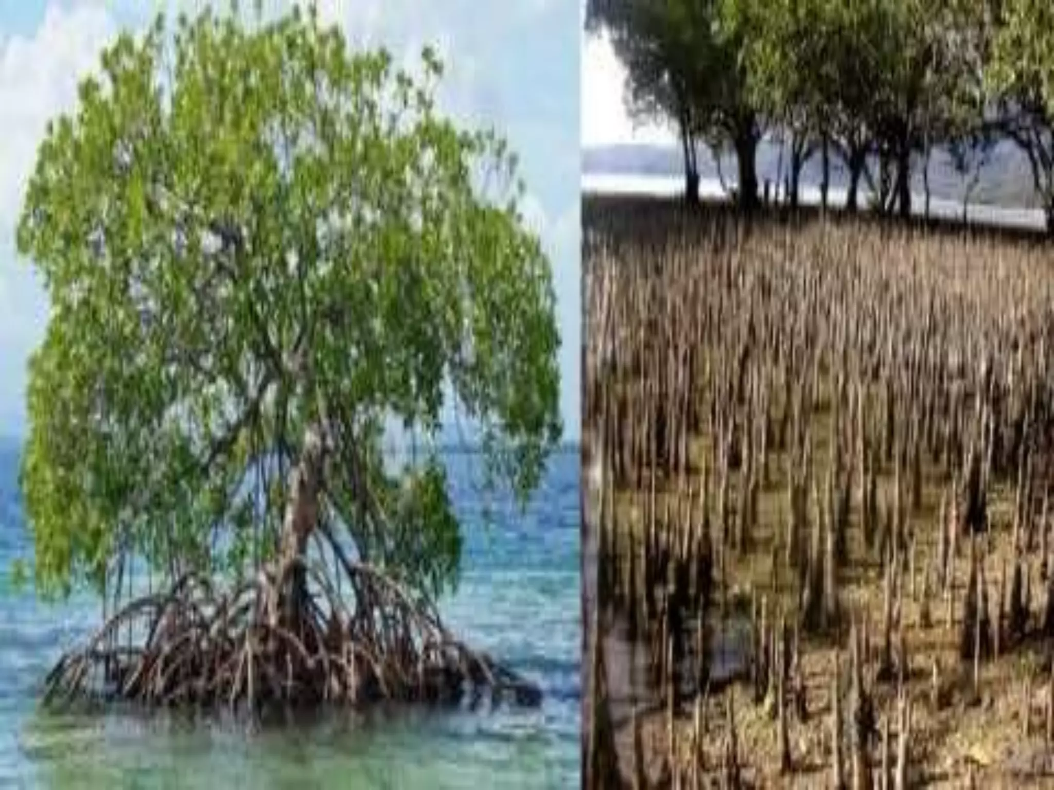 Mangrove and estuarine ecosystems | PPTX