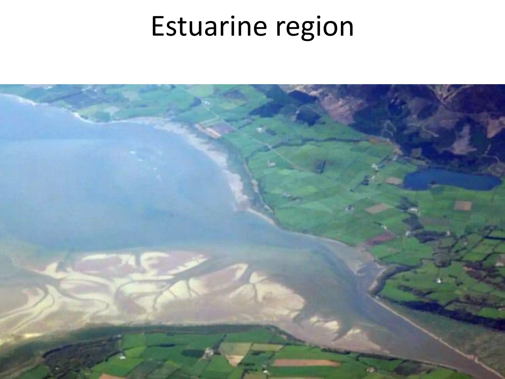 Mangrove and estuarine ecosystems | PPTX
