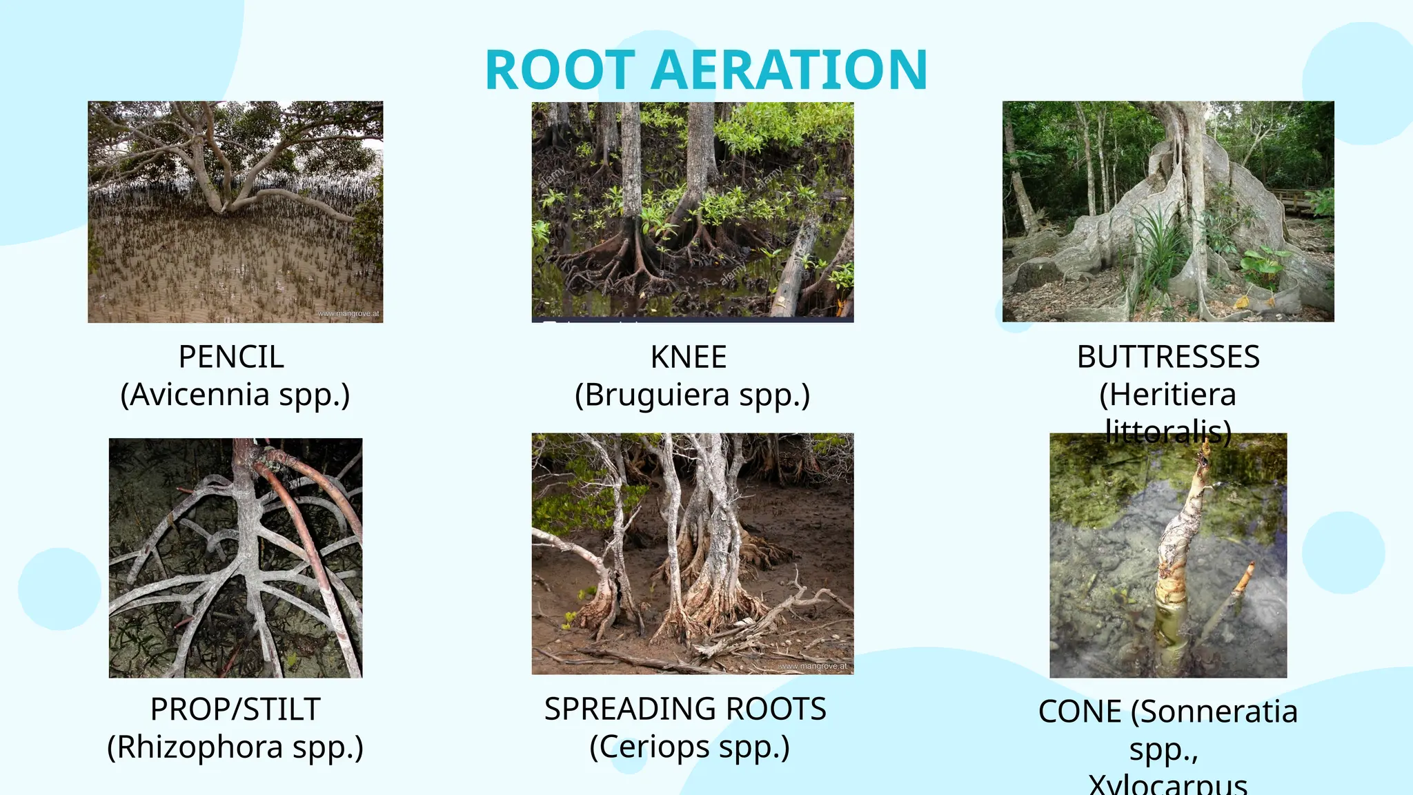 MANGROVE ASSESSMENT METHODS IN THE PHILIPPINES.pptx