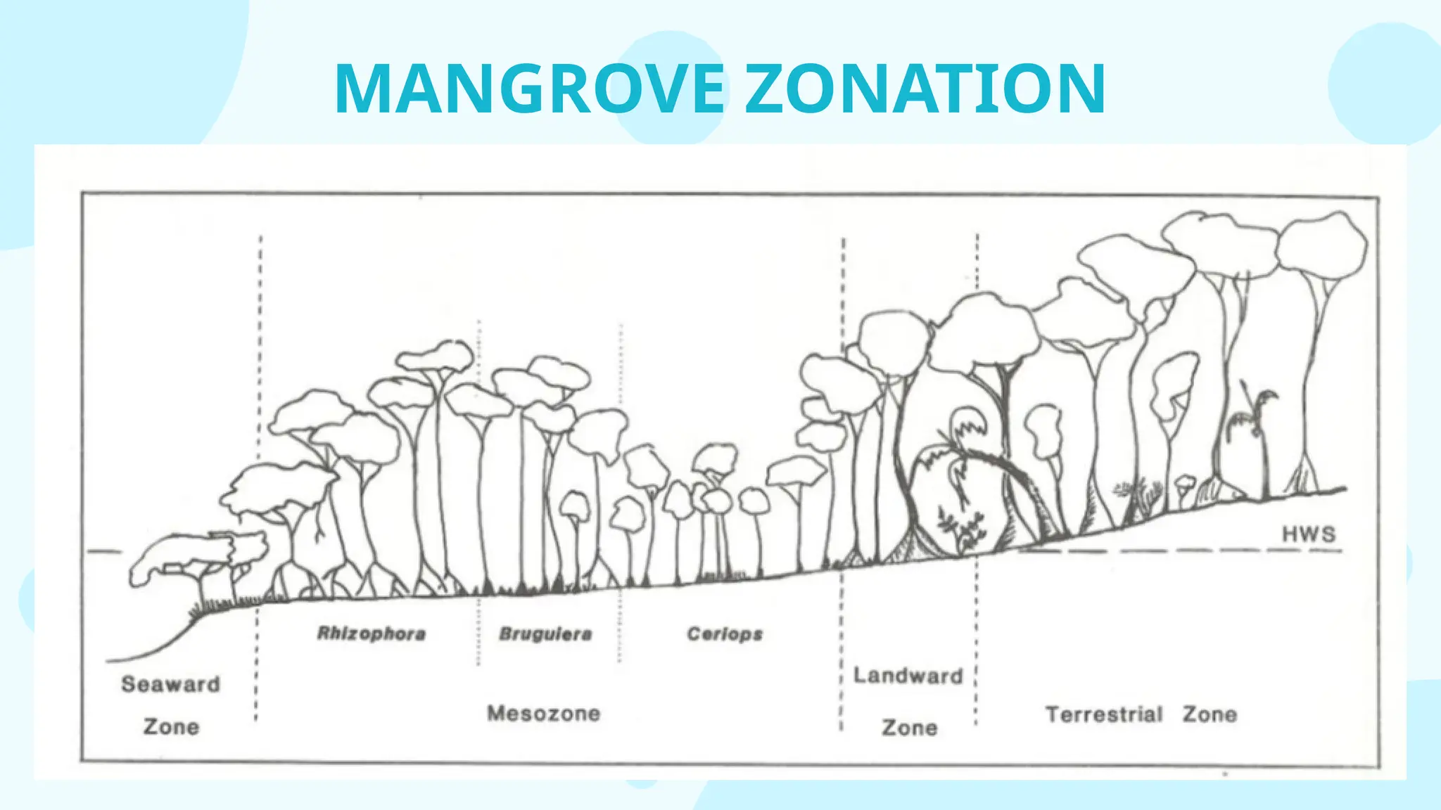 MANGROVE ASSESSMENT METHODS IN THE PHILIPPINES.pptx