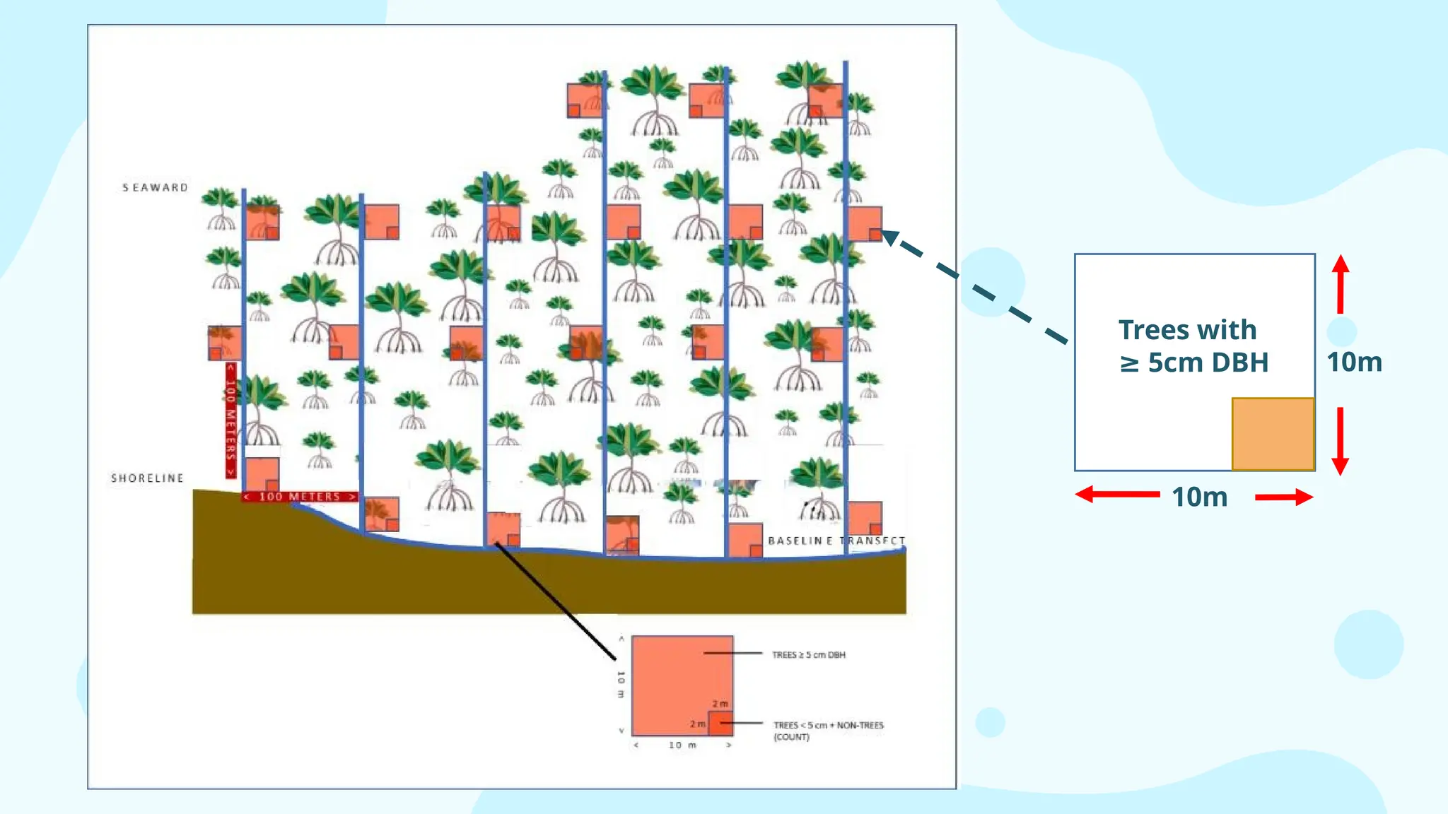 MANGROVE ASSESSMENT METHODS IN THE PHILIPPINES.pptx
