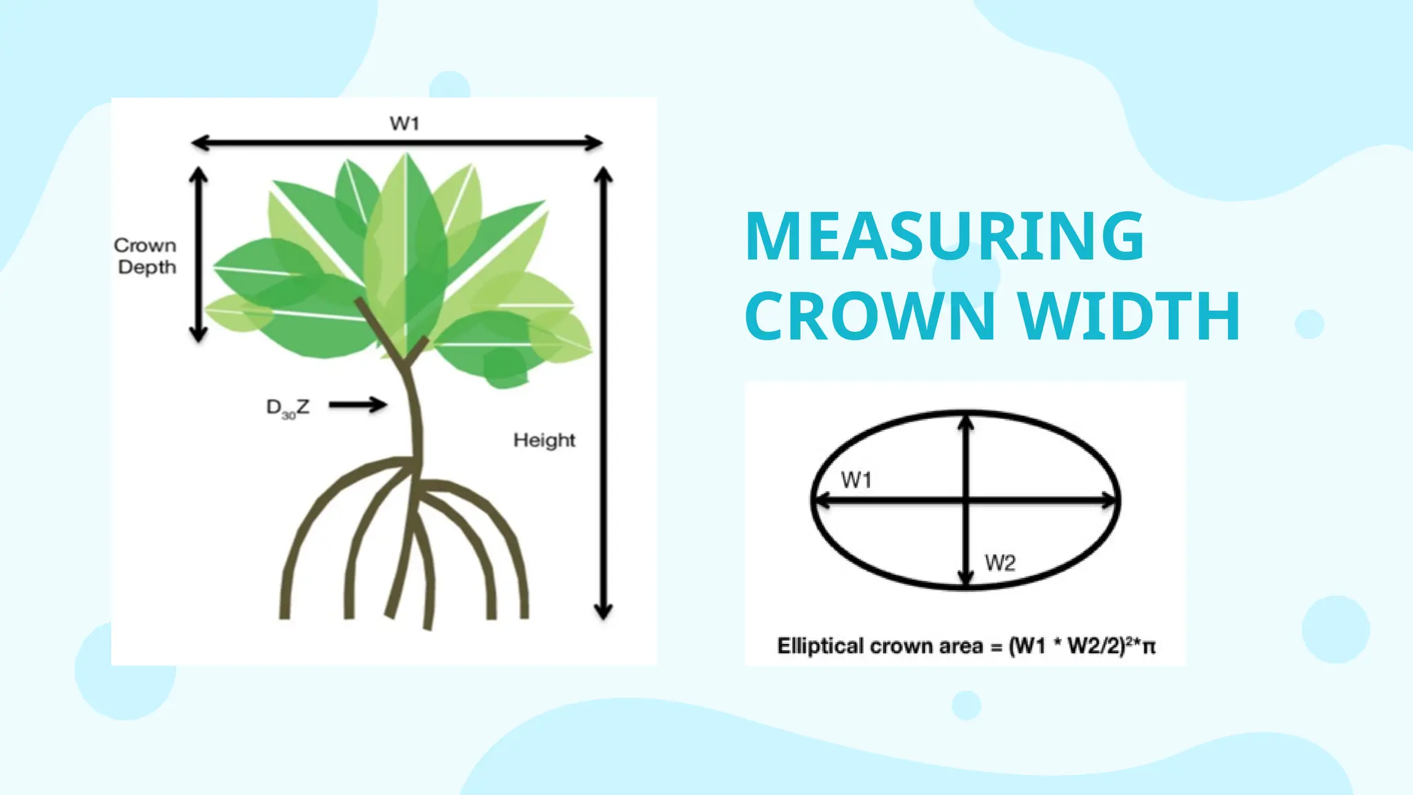 MANGROVE ASSESSMENT METHODS IN THE PHILIPPINES.pptx