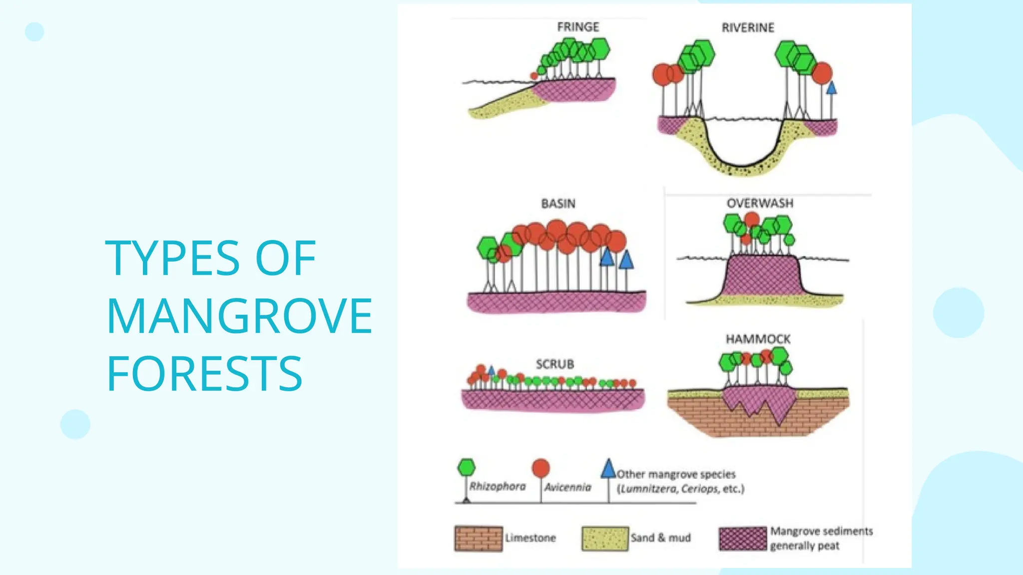 MANGROVE ASSESSMENT METHODS IN THE PHILIPPINES.pptx