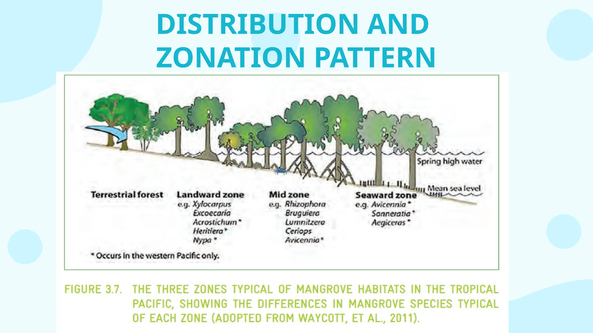 MANGROVE ASSESSMENT METHODS IN THE PHILIPPINES.pptx