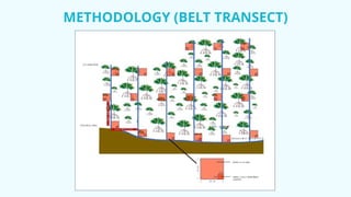 MANGROVE ASSESSMENT METHODS IN THE PHILIPPINES.pptx