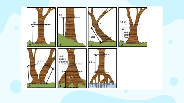 MANGROVE ASSESSMENT METHODS IN THE PHILIPPINES.pptx