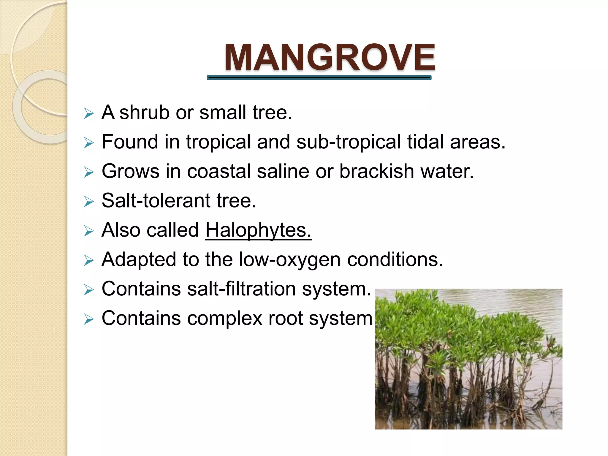 Mangrove biodiversity of india | PPTX