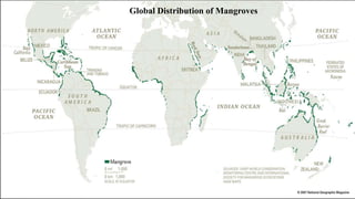 Mangrove conservation planning using remote sensing | PPTX