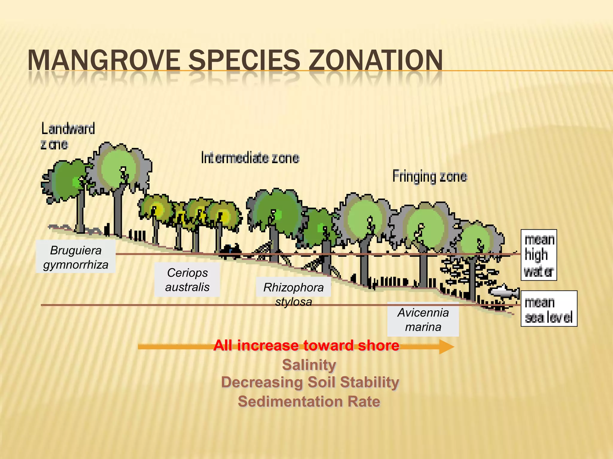 Mangrove ecosystem | PDF