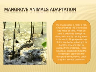 Mangrove ecosystem | PDF