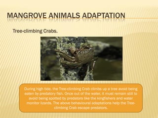 Mangrove ecosystem | PDF