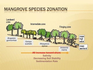 Mangrove Diagram