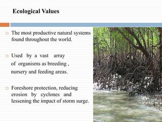 Mangrove ecosystem | PPTX