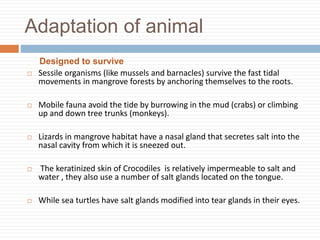 Mangrove ecosystem | PPTX