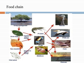 Mangrove Swamp Food Web