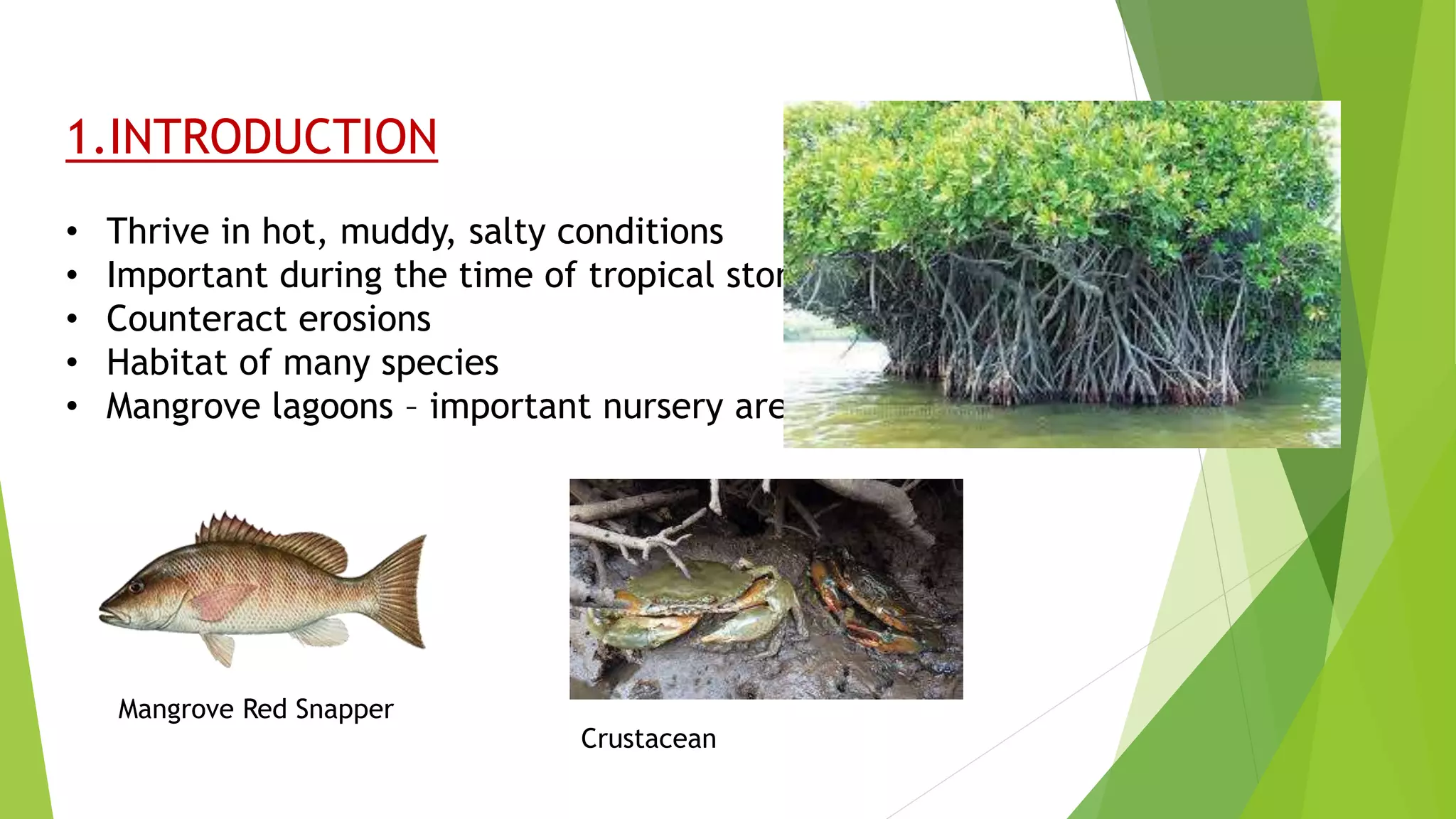 MANGROVE ECOSYSTEM.pptx