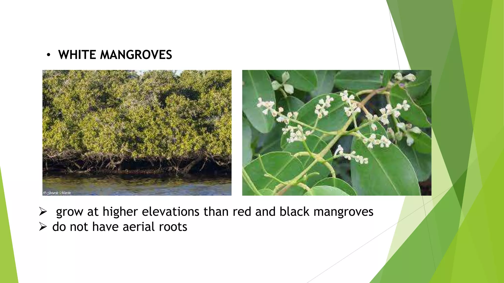 MANGROVE ECOSYSTEM.pptx