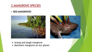 MANGROVE ECOSYSTEM.pptx