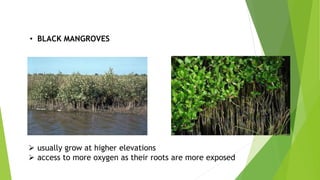MANGROVE ECOSYSTEM.pptx