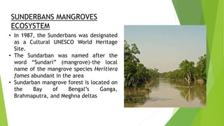 MANGROVE ECOSYSTEM.pptx