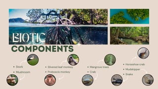 Biology Form 5: Chapter 9 (Ecosystem) - Mangrove Ecosystem | PDF