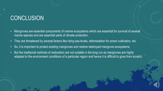 mangrove ecosystem restoration.pptx