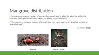 Mangrove ecosystems | PDF