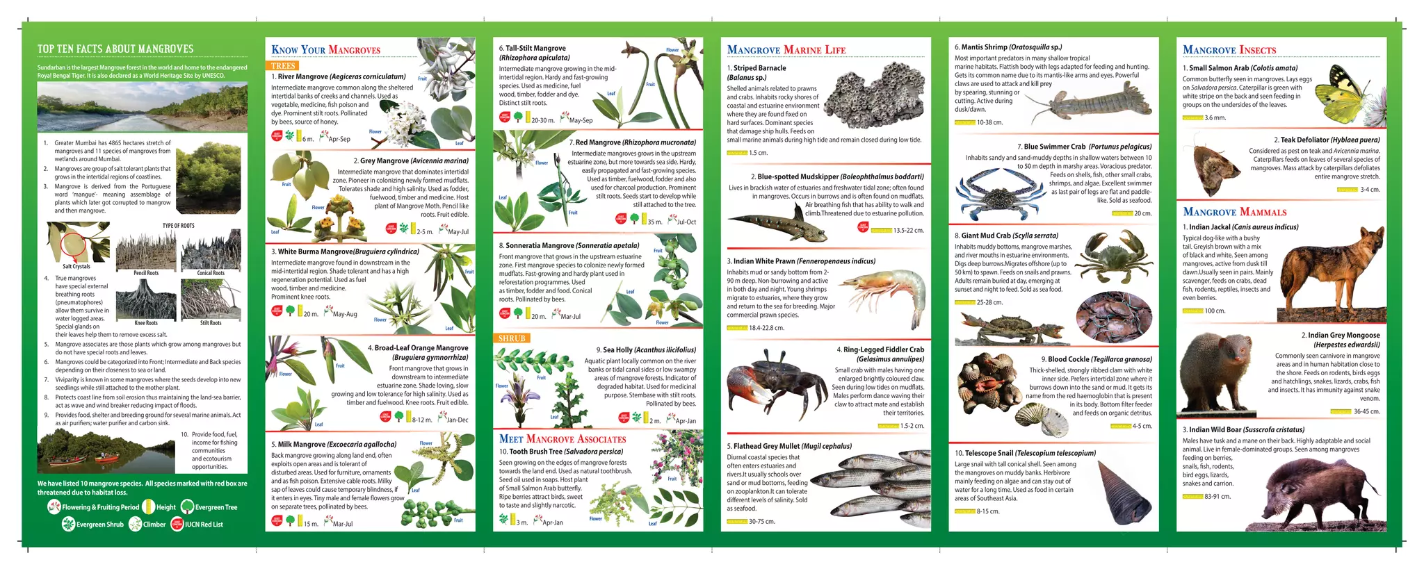 Field Guide to Mangrove Ecosystem of Greater Mumbai (English) | PDF
