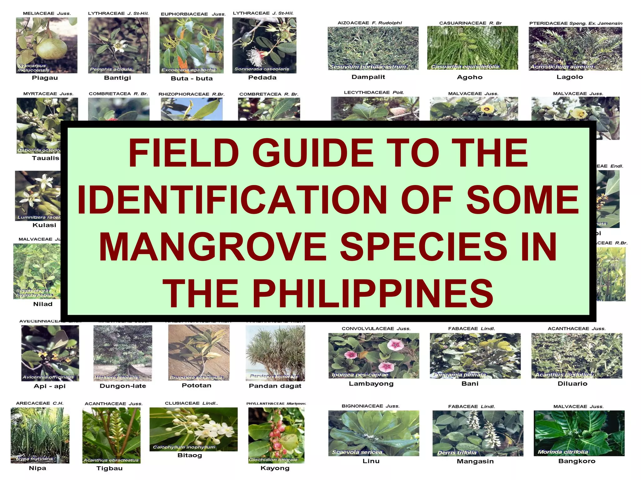 Mangrove field guide | PPT