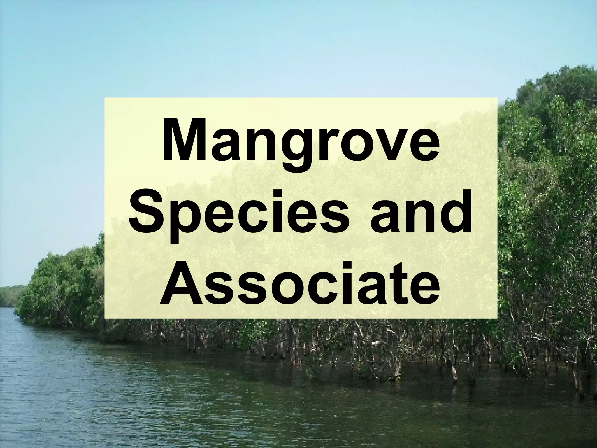 Mangrove field guide | PPT