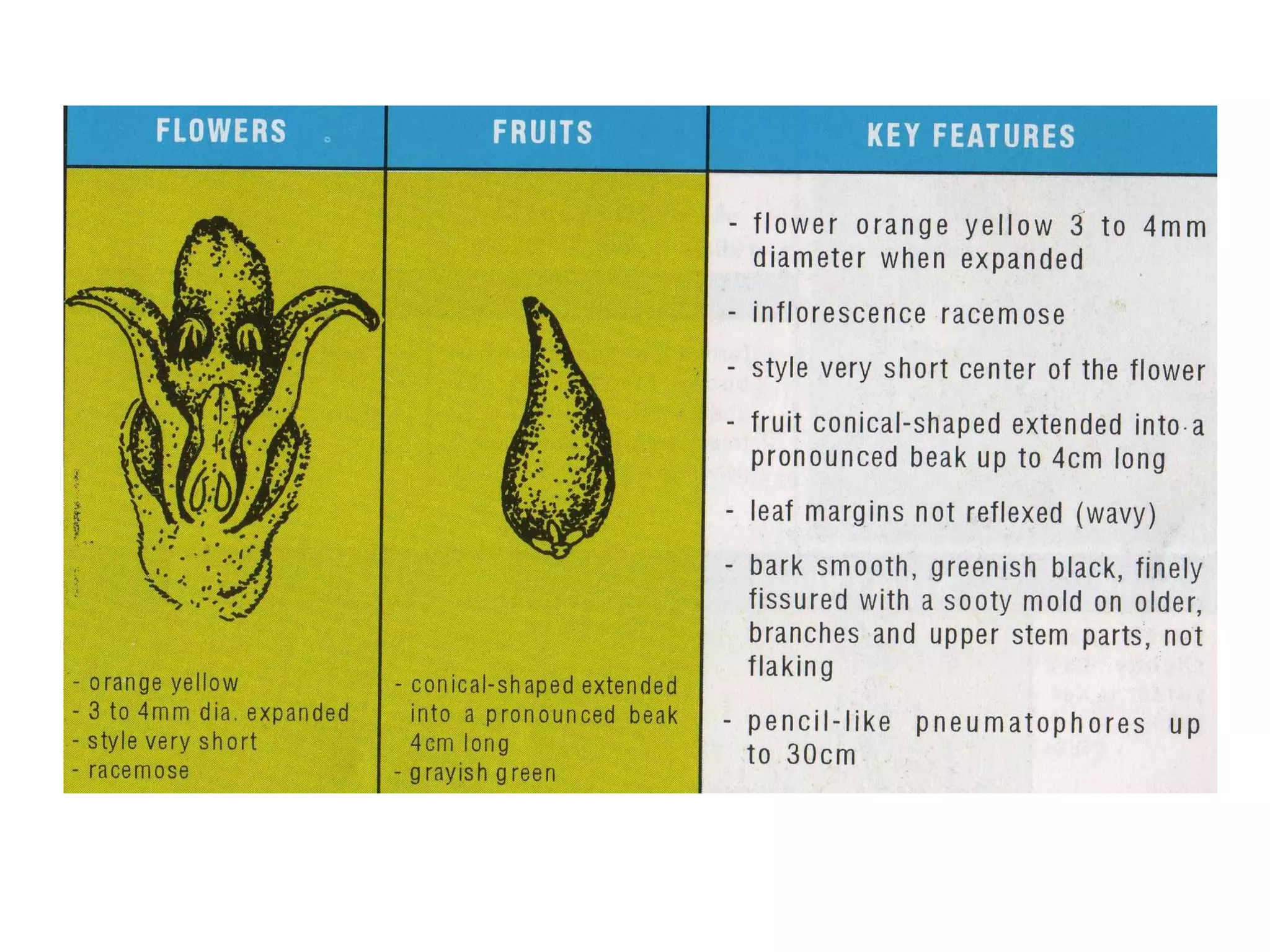 Mangrove field guide | PPT