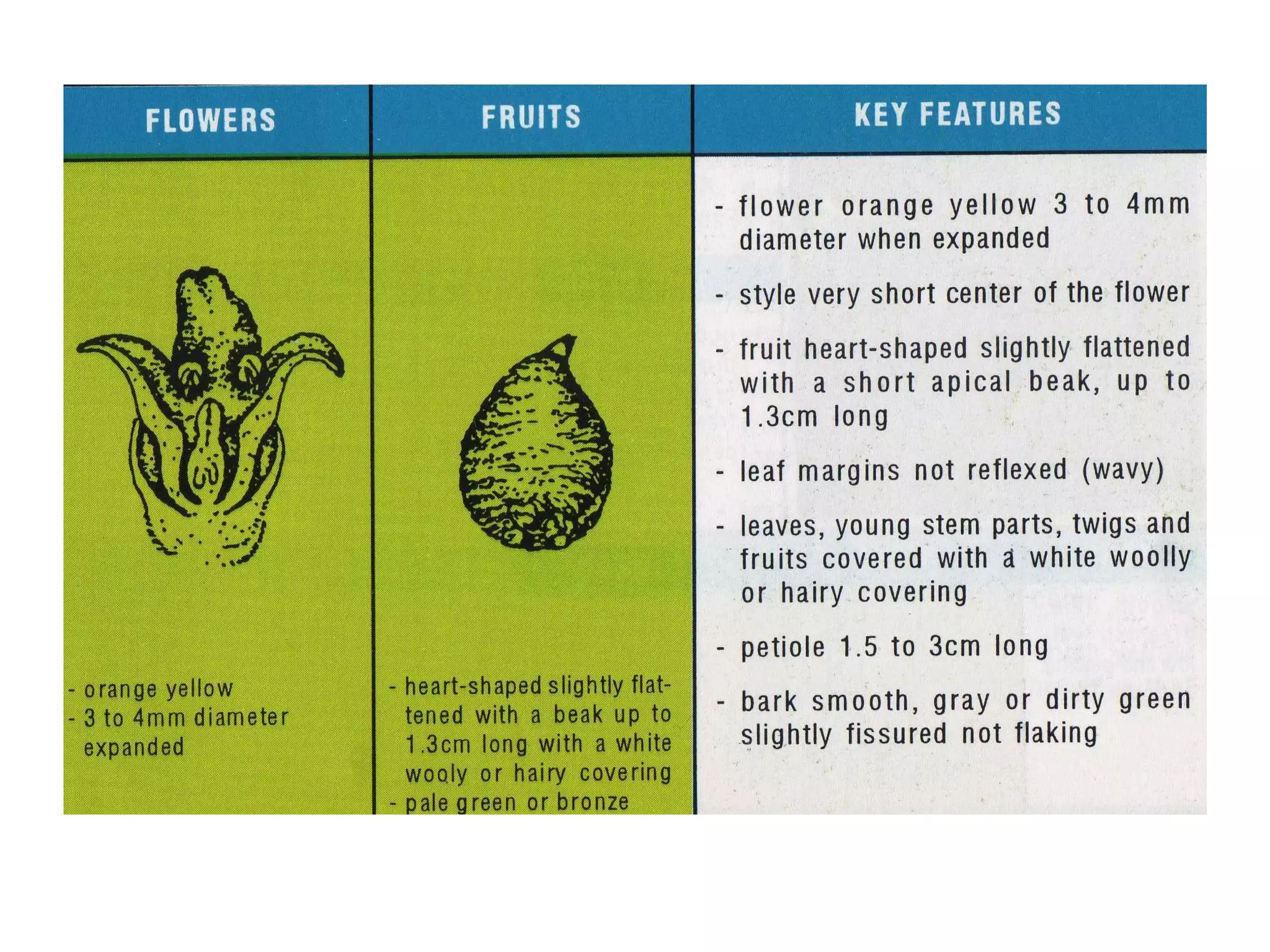 Mangrove field guide | PPT