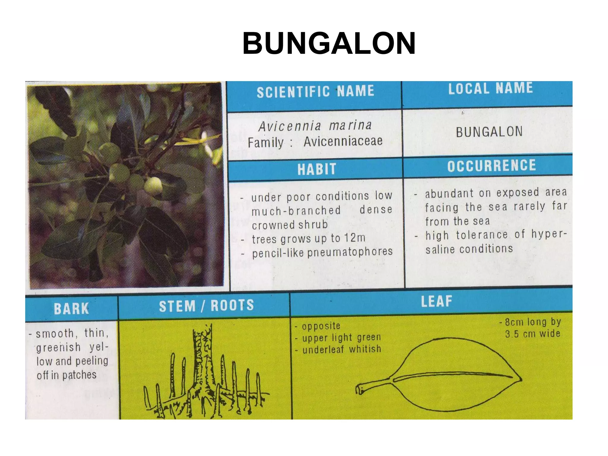Mangrove field guide | PPT