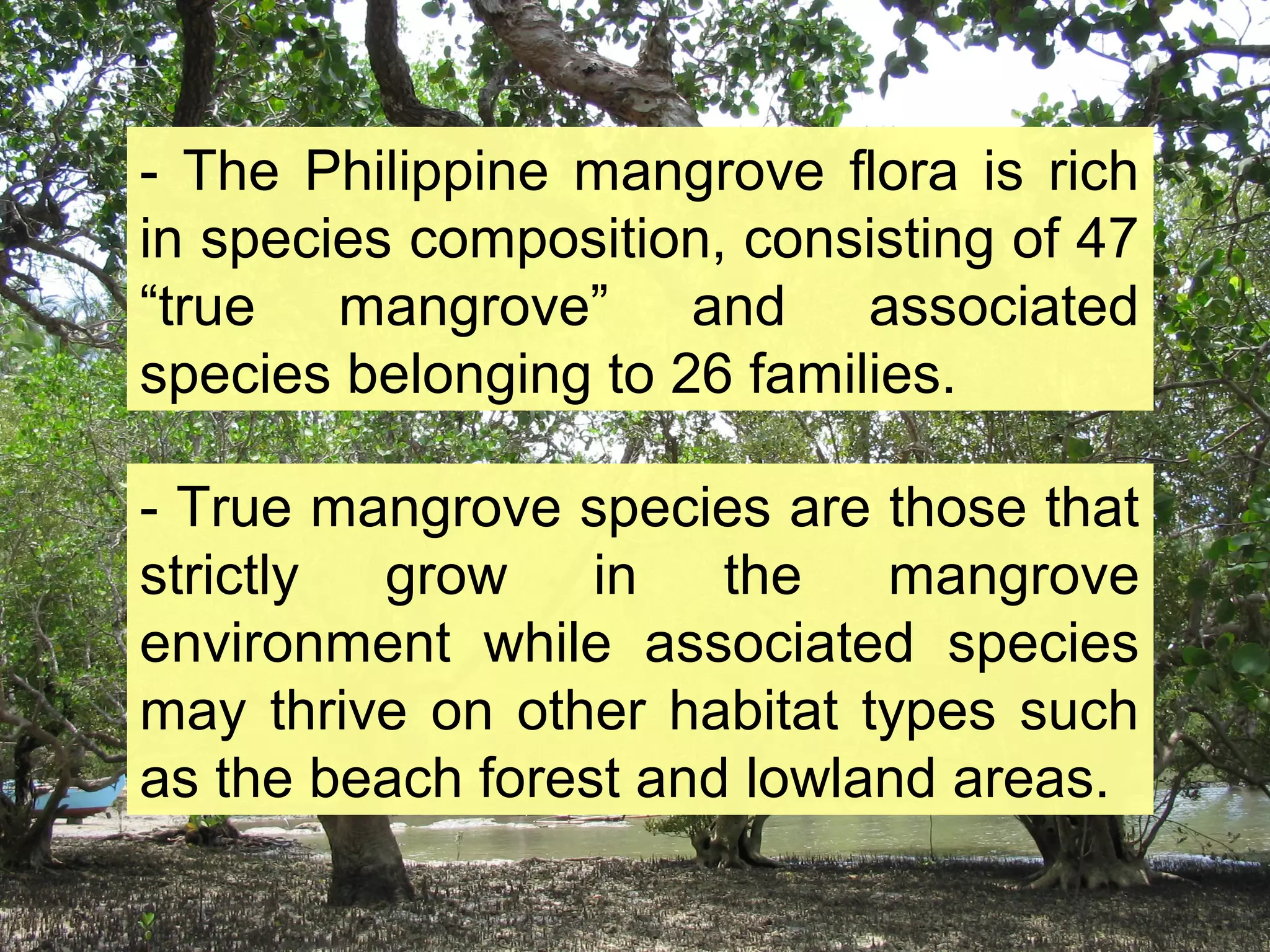 Mangrove field guide | PPT