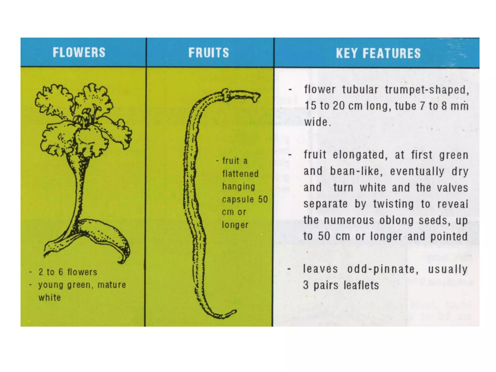 Mangrove field guide | PPT