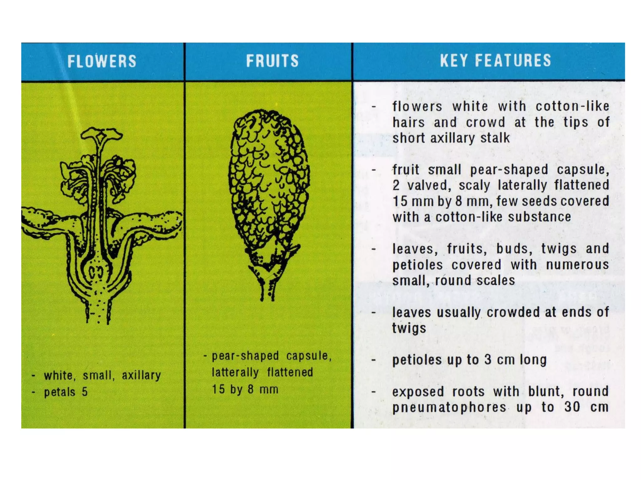Mangrove field guide | PPT